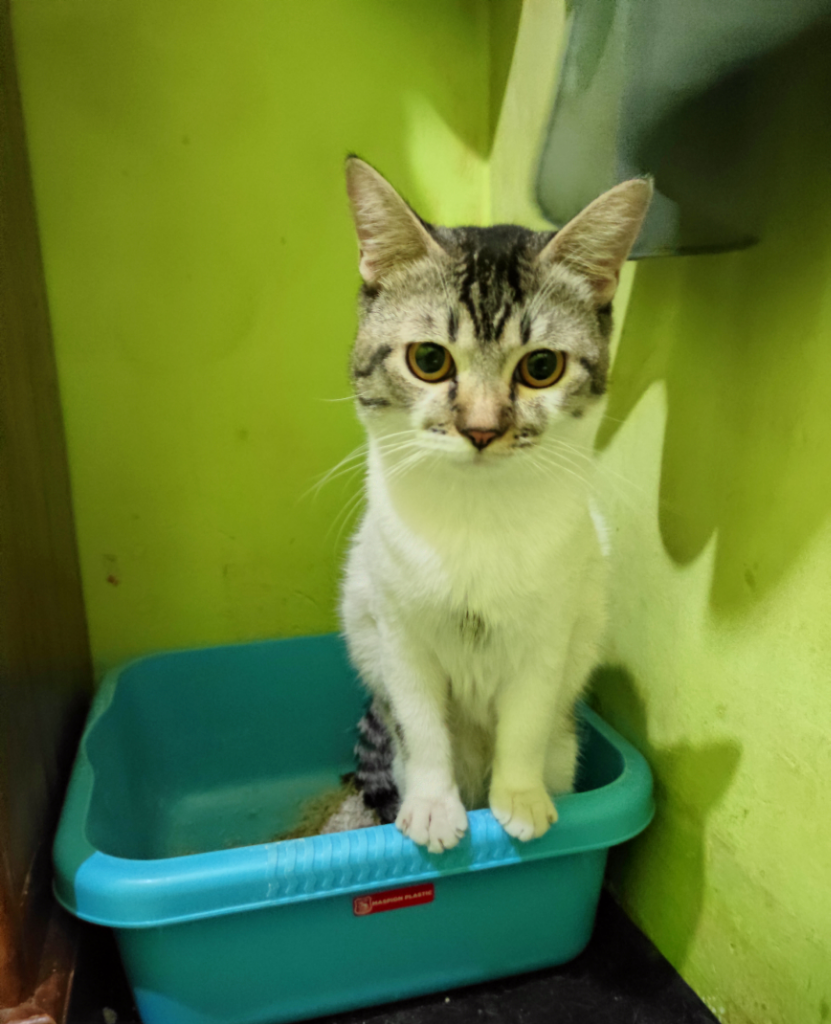 Kucing Susah BAB hingga Pipis Berdarah | KASKUS