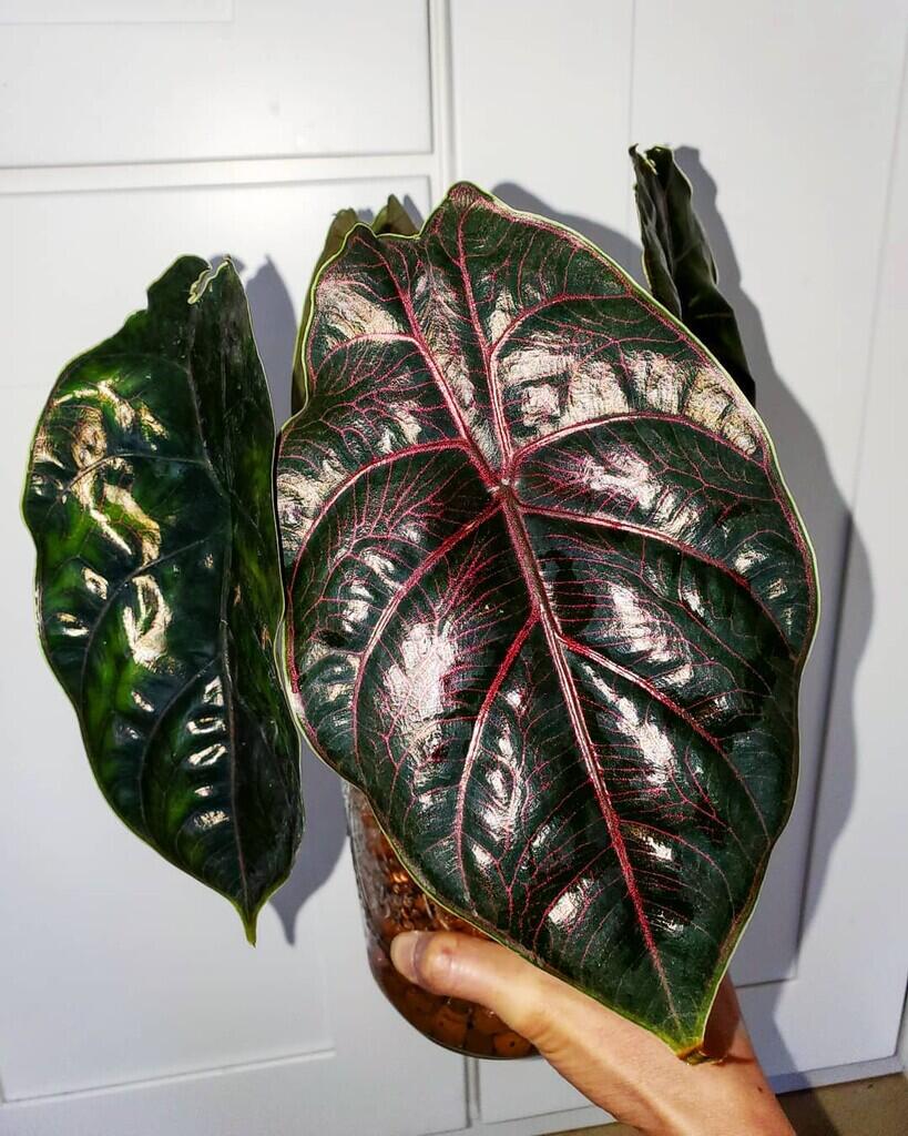 Tanaman Mahal di Dunia, Ada yang Dari Indonesia | KASKUS