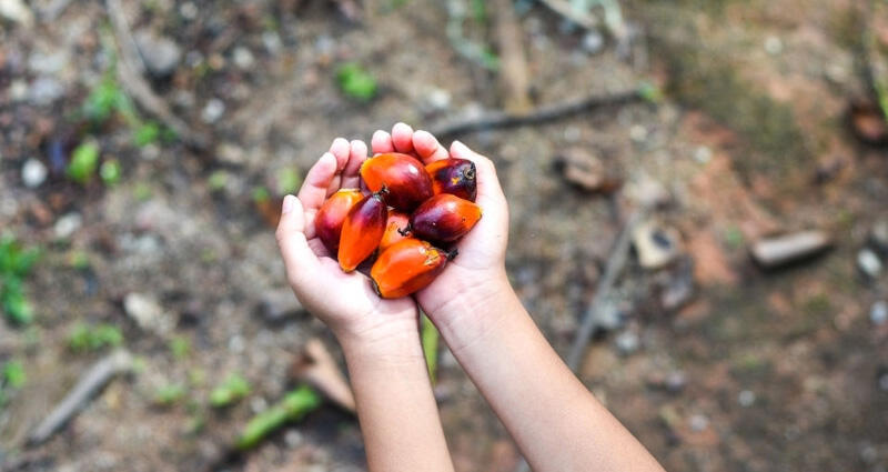 Manfaat RSPO untuk Industri Kelapa Sawit di Indonesia | KASKUS