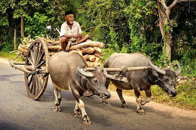 RANJAU DARAT - Sejarah, Jenis, Cara Kerja, Metode Pembersihan & Hukum ...