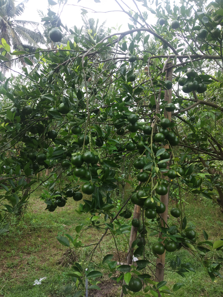 Berkunjung Ke Umbulsari, Dusun penghasil jeruk di Kabupaten Jember | KASKUS