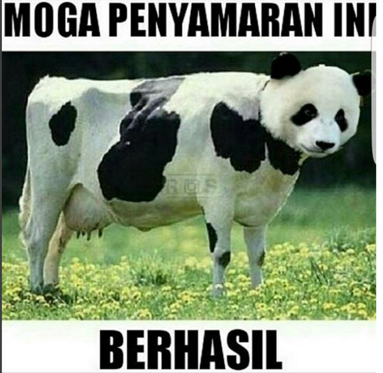 Ngakak, 5 Meme Hewan Kurban Berkamuflase Agar Tidak Dipotong di Idul ...