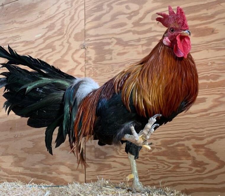 Asal dan sejarah evolusi ayam Part 2 | KASKUS