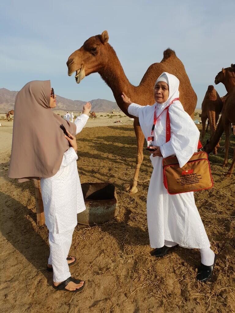 Mengunjungi Peternakan Unta Hudaibiyah di Mekkah Saat City Tour Umroh ...