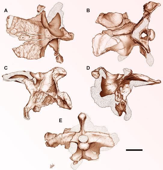Penemuan Fosil Dinosaurus "Guemesia Ochoai" di Argentina, Diklaim ...