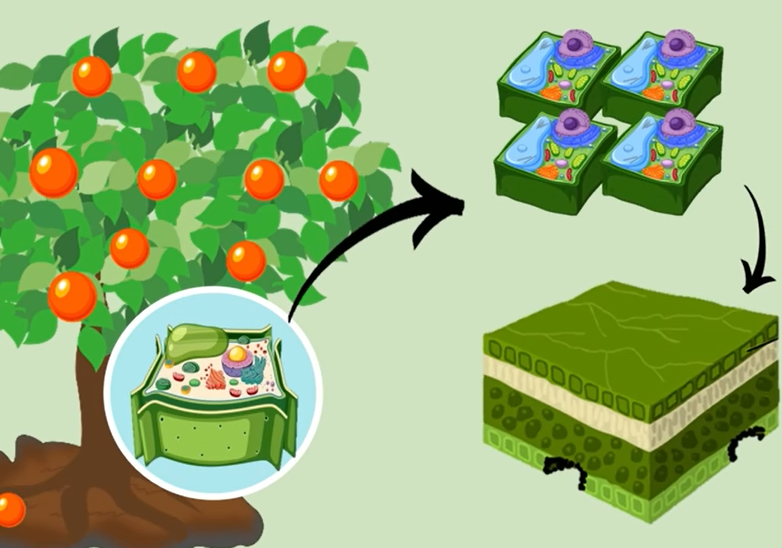 Mengenal Struktur Jaringan Tumbuhan, Biologi Kelas 11 | KASKUS
