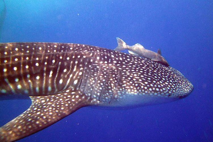 Hiu Tutul Besar Seberat 2 ton Terdampar di Pantai, Begini Kondisinya ...