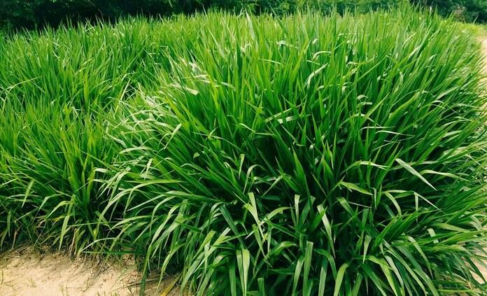 Mengenal Lebih Dekat Sumber Nutrisi Ternak: Jenis-jenis Rumput Pakan ...