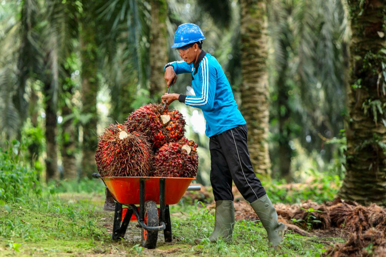 Sawit Bukan Cuma Soal Minyak! Ini Harapan Biar Industri Sawit RI Gak ...