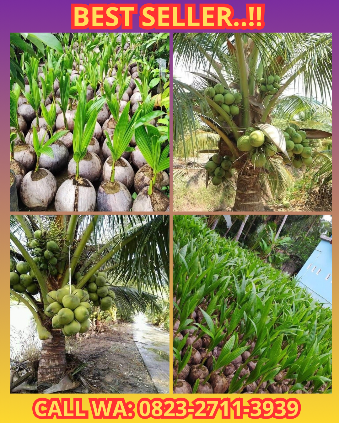 BEST SELLER !! TLP/WA 0823-2711-3939 Penjual Tanaman Kelapa Pendek Yang ...