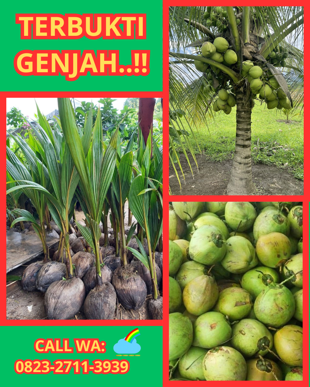 TERBUKTI GENJAH !! TLP/WA 0823-2711-3939 Penjual Tanaman Kelapa Pendek ...