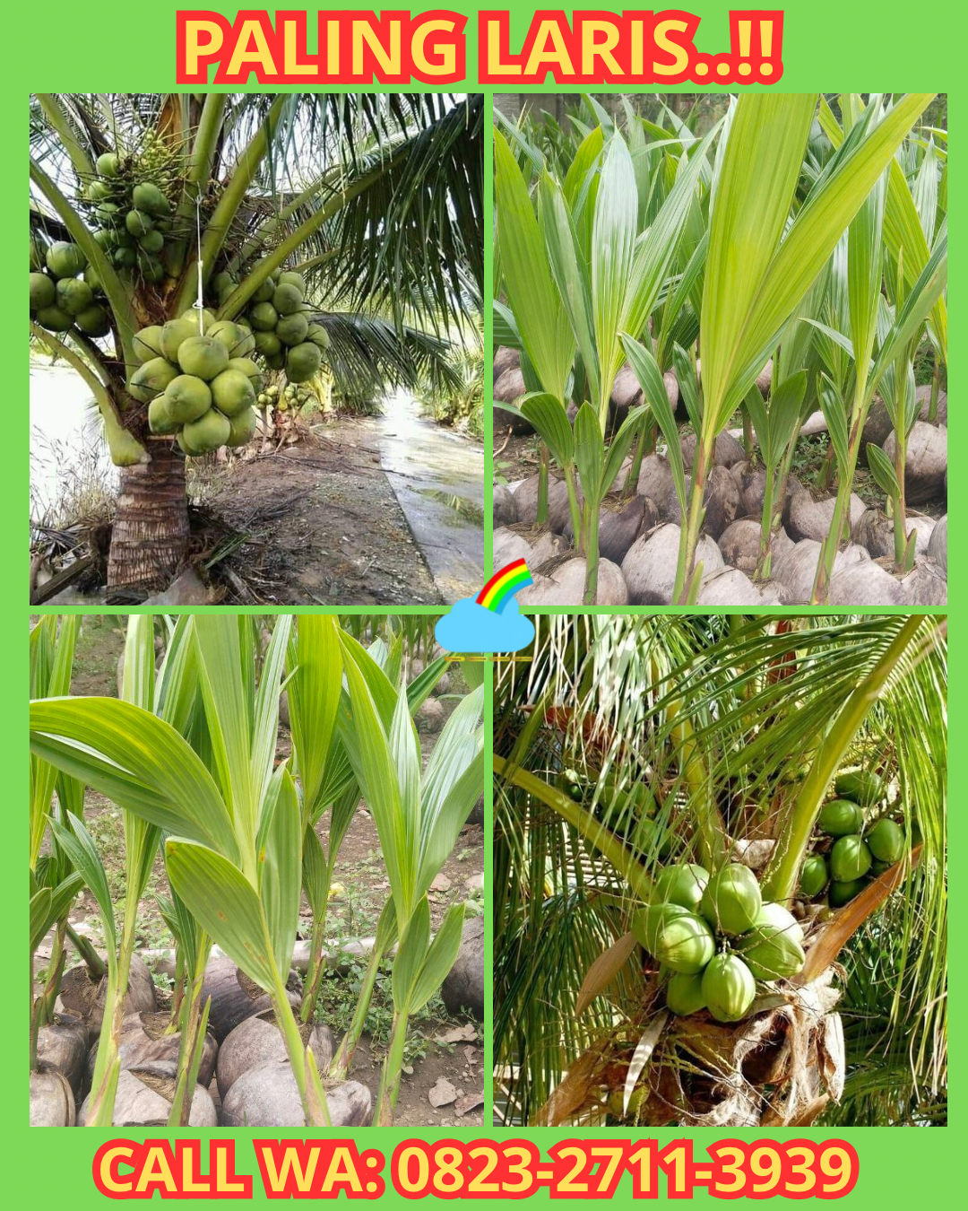 PALING LARIS !! TLP/WA 0823-2711-3939 Penjual Bibit Buah Kelapa Pendek ...