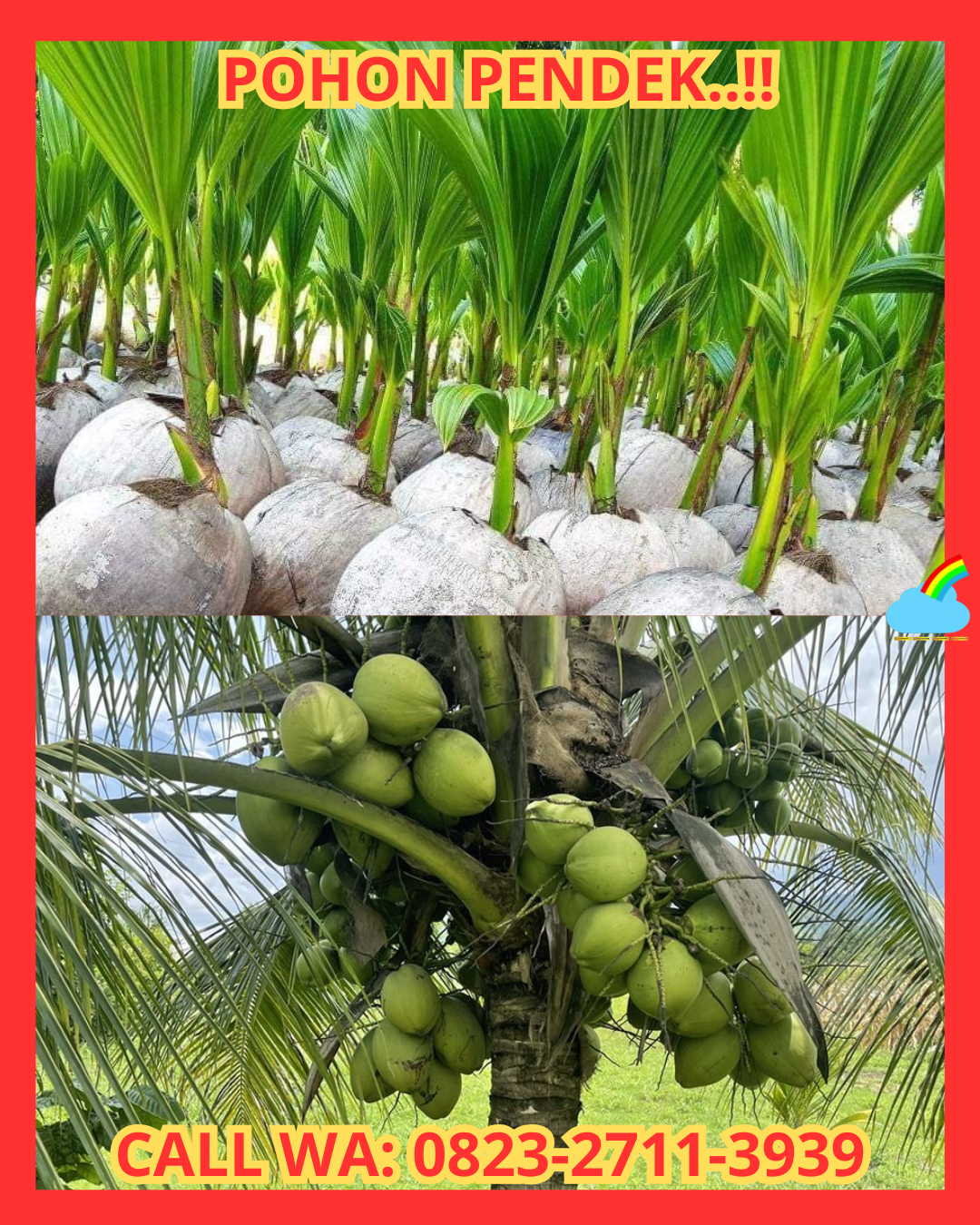 POHON PENDEK !! TLP/WA 0823-2711-3939 Penjual Bibit Buah Kelapa Pendek ...