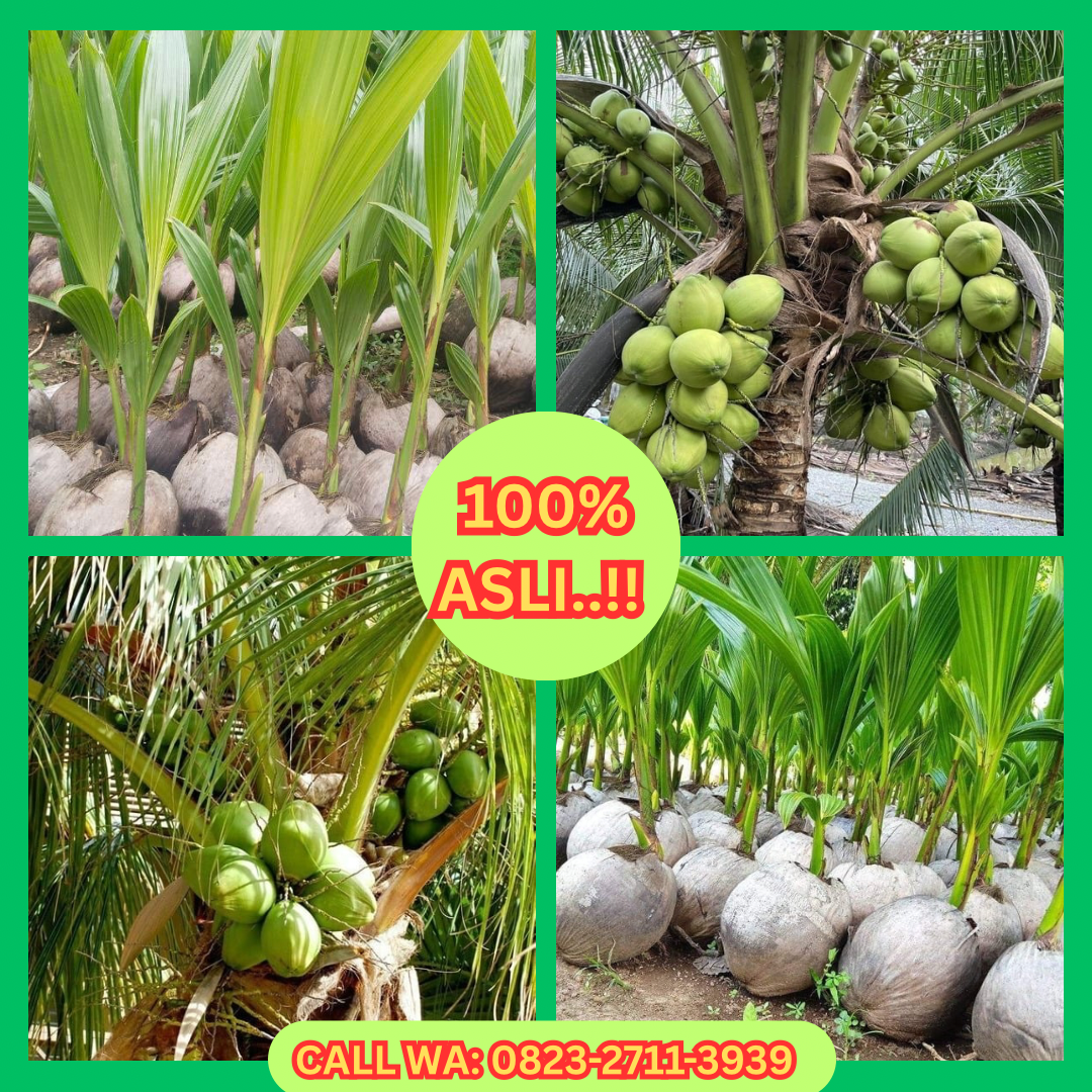100% ASLI !! Penjual Bibit Kelapa Pendek Entok F1 Asli | KASKUS