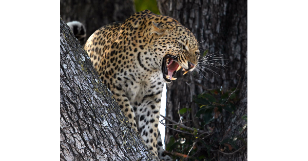 Foto Closed Up Hewan Liar Afrika | KASKUS