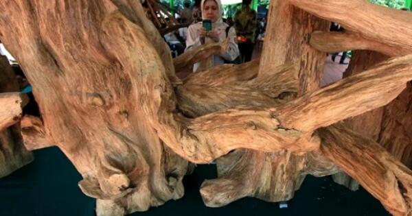 FANTASTIK! Kayu Setan Asli Indonesia Harganya Rp 250 Juta/Kg | KASKUS