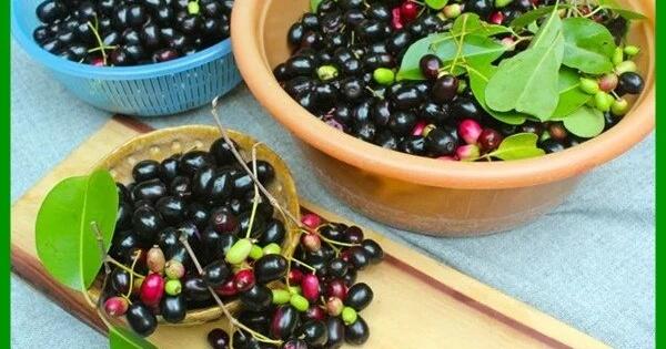 Juwet, Buah Legendaris yang Keberadaannya Kini Bagai Misteri | KASKUS