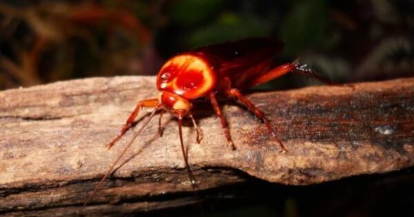 Fakta Horror!!! Kecoak Bisa Bertelur Tanpa Pejantan | KASKUS