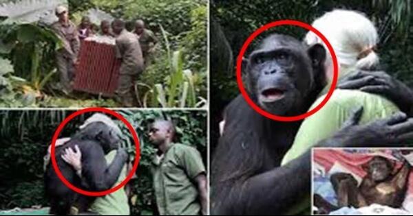 Simpanse yang Dilepaskan Ini Memeluk Penyelamatnya Sebagai Ucapan ...