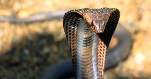 Berbisa hingga Raksasa, 4 Jenis Ular Berbahaya Ini Hidup di Indonesia ...