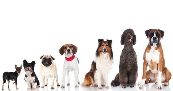 JENIS - JENIS ANJING DAN KARAKTERNYA YANG PERLU KITA KETAHUI [ EDISI ...