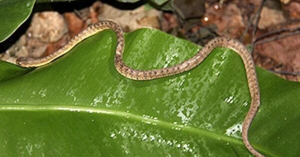 Pareas Carinatus, Ular Penghisap Siput Langsung Dari Cangkangnya ...