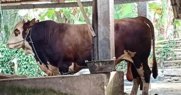 5 Jenis Sapi yang Menjadi Primadona Sultan Indonesia Ketika Idul Adha | KASKUS