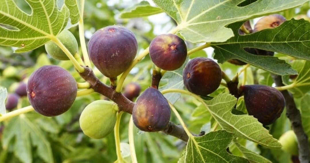 6 Manfaat Daun Tin yang Jarang DiKetahui! | KASKUS