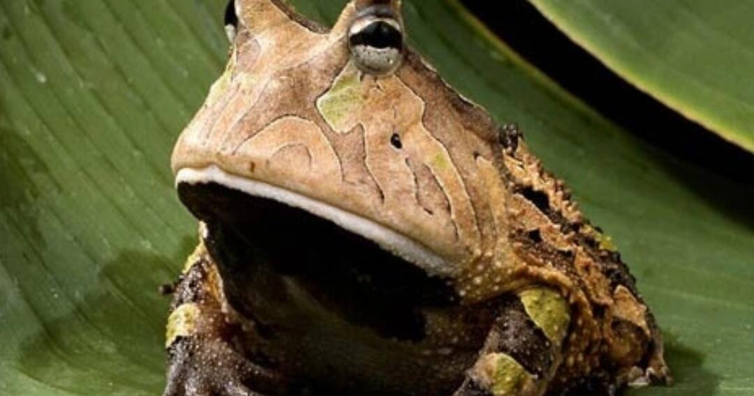 Simak 5 Fakta Katak Bertanduk Kalimantan yang Ditemukan Tahun Lalu | KASKUS