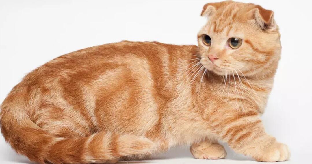 Suka Kucing? Yuk Intip 5 Jenis Kucing yang Lucu dan Menggemaskan versi ...