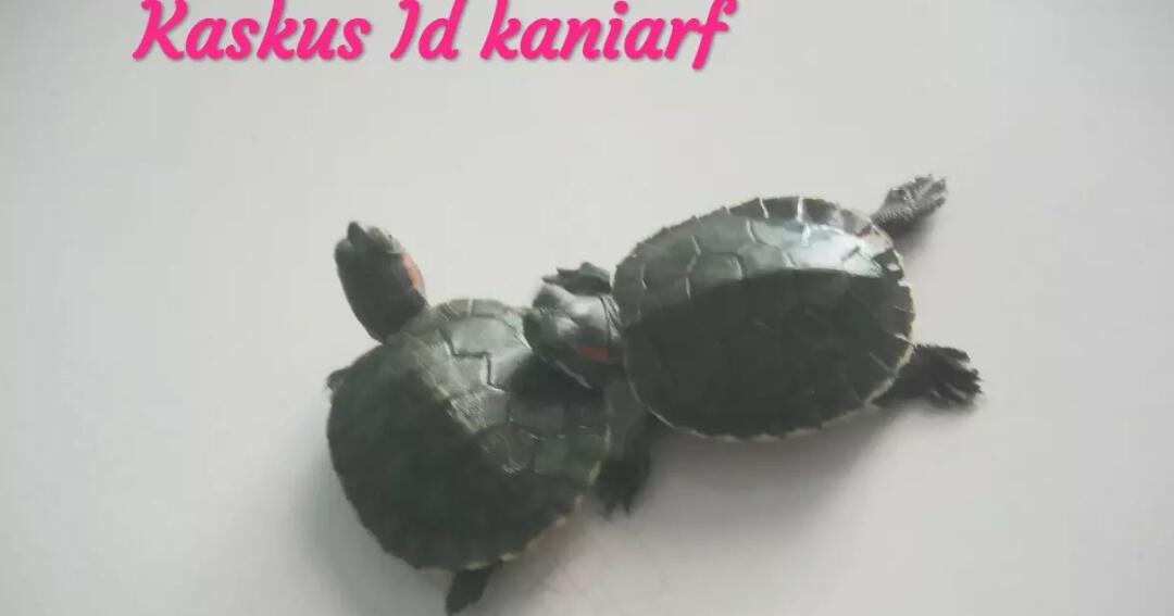 Kenalin, Duo Gemay Peliharaan Ane: Choco & Chips | KASKUS