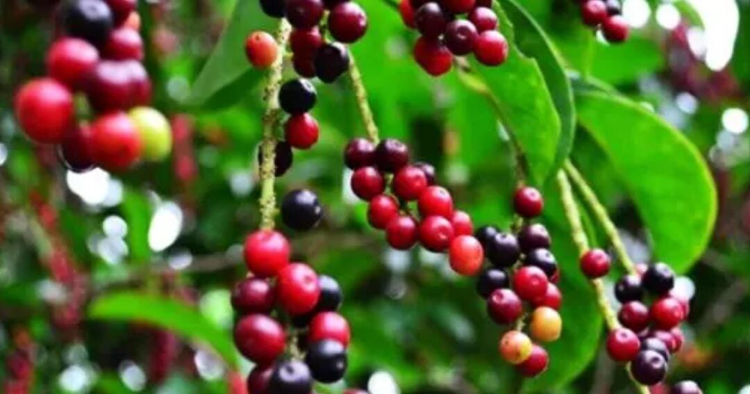 10 Buah Lokal yang Keberadaannya Mulai Langka, Gan-Sist Udah Pernah ...