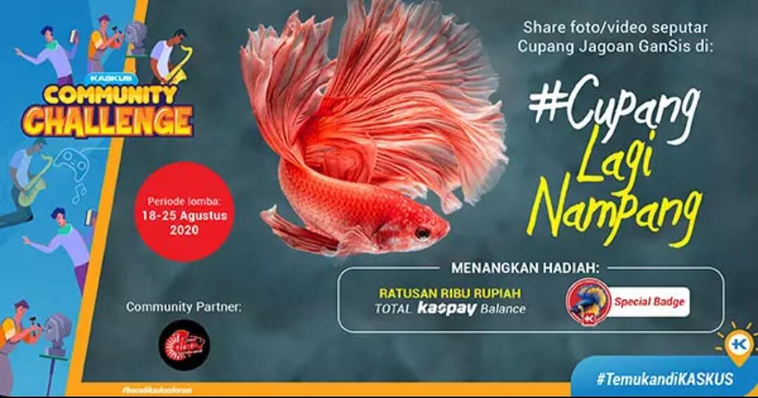 Yang Punya Cupang, Silahkan Nampang Dimari Gan! - Page 3 | KASKUS