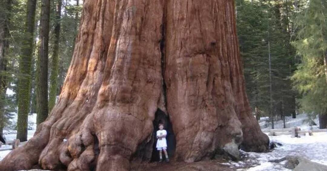 Tumbuhan Pemegang Rekor Dunia, Salah Satu Tumbuhan Ini Sering Kita Jumpai! | KASKUS