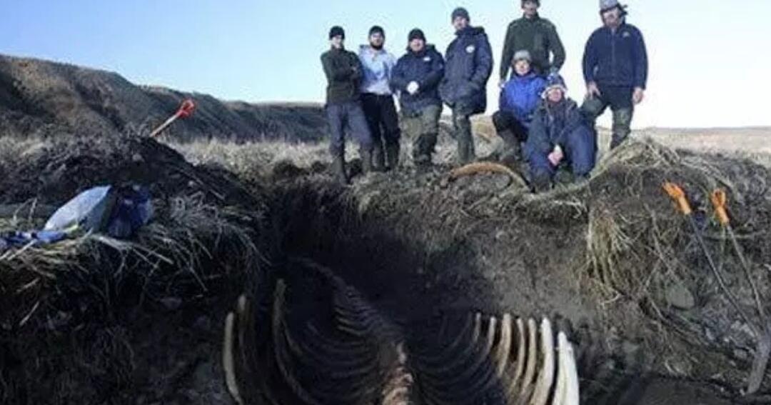 Foto Penampakan 'SAPI LAUT STELLER' Raksasa Di Rusia, Yang Rasanya ...