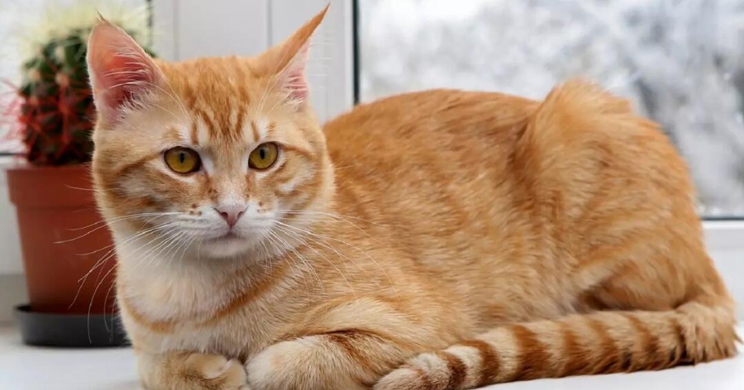 Tips Merawat Kucing Lokal, Selalu Sayangi Jadi Kunci | KASKUS