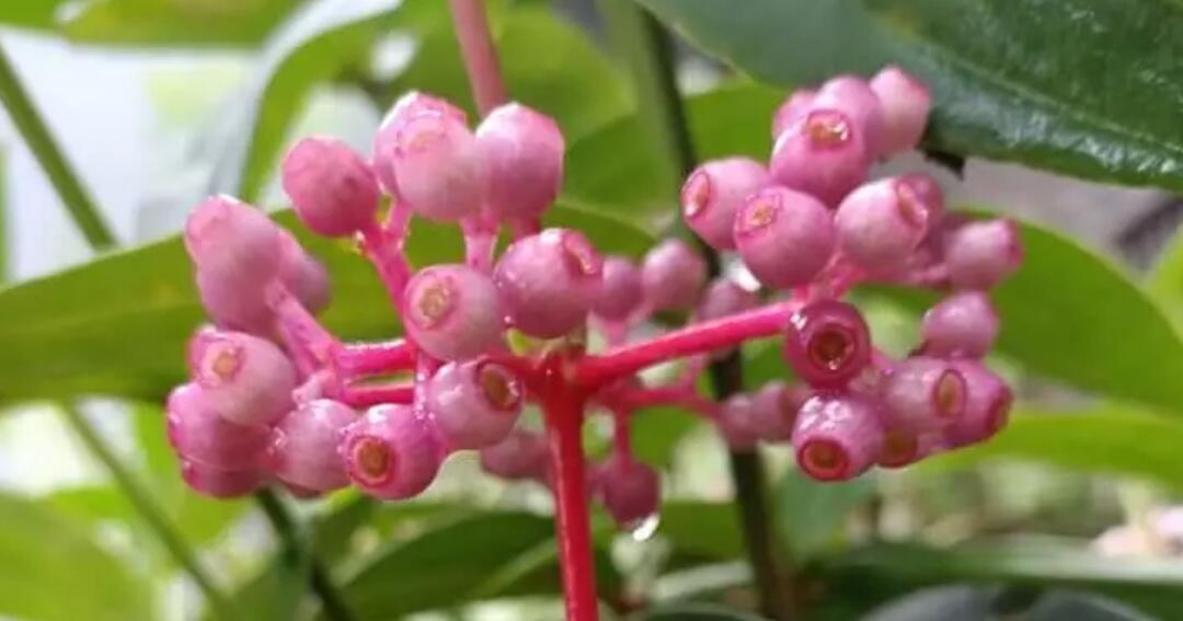 Parijotho Tanaman Hutan, Cantik di Halaman | KASKUS