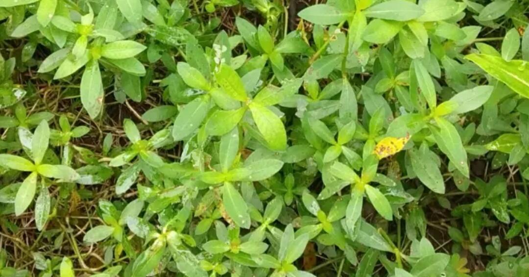 Kremah Rumput Liar Enak dijadikan Urap sebagai obat kuat alami ...