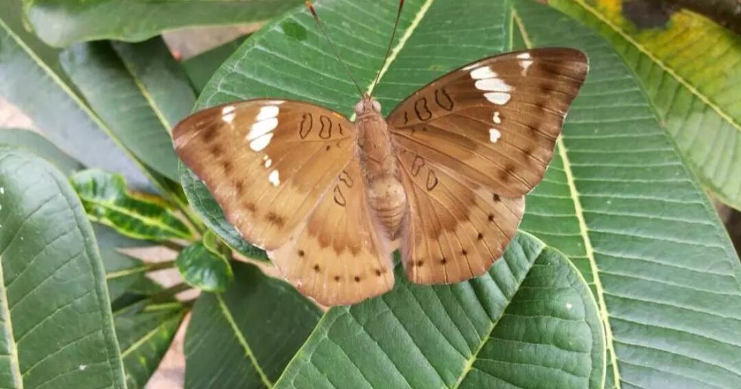 Mengenal 'Baron Caterpillar', Ulat Yang Jago Menyamar Dan Cara ... Mengenal 'Baron Caterpillar', Ulat Yang Jago Menyamar Dan Cara ...