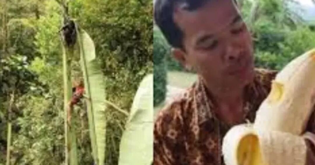 Mengenal Musa Ingens Pisang Raksasa dari Papua, Begini Penampakannya ...