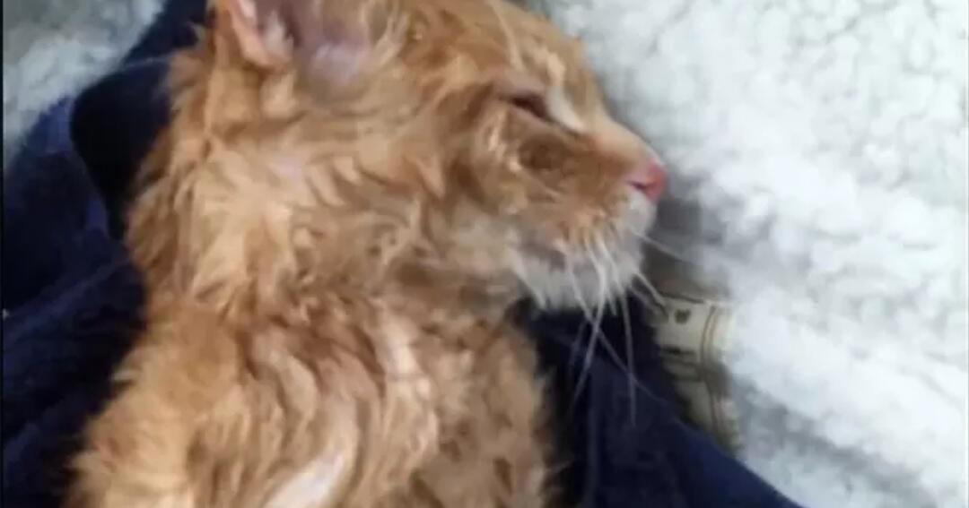 Nyawa Kedua Di Titik Beku: Terbujur Kaku, Kucing Beku Ini Bisa Hidup ...