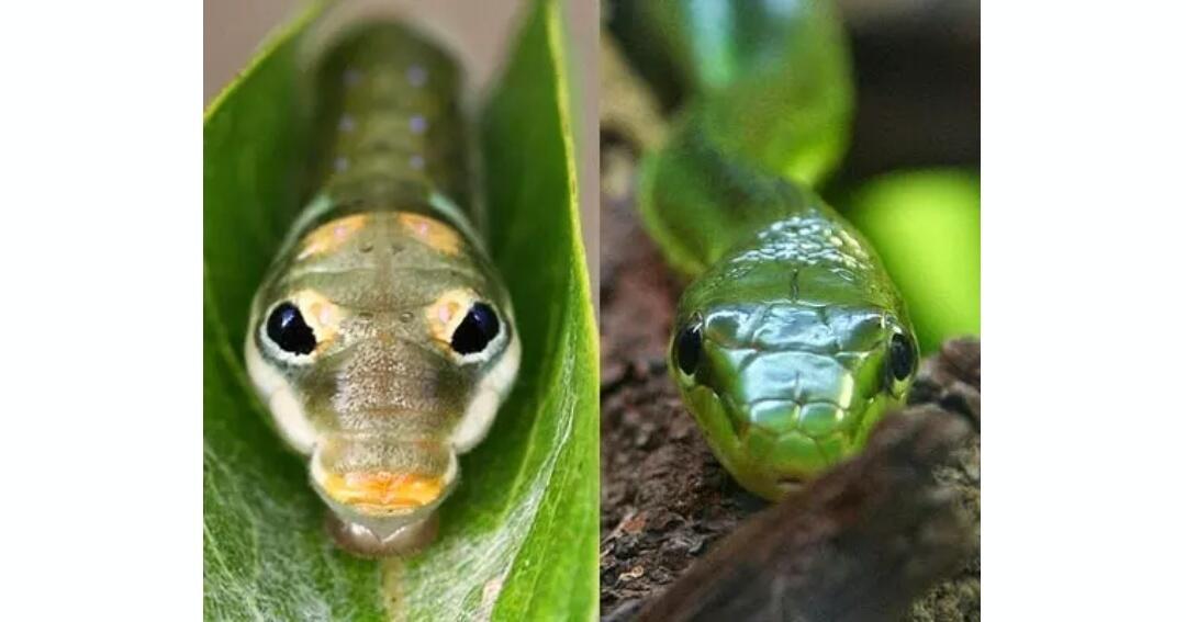 Ini Dia Hewan Yang Menyamar Menjadi Hewan Lain ! | KASKUS