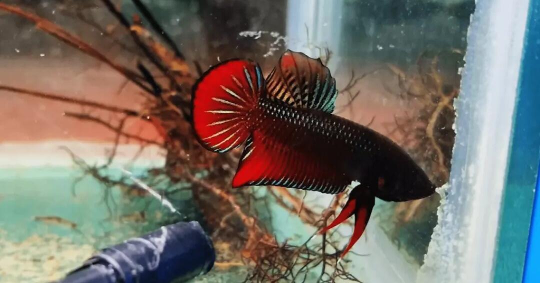 10 Jenis Wild Betta Yang Cocok Dipelihara Di Akuarium, Yang Mungkin ...