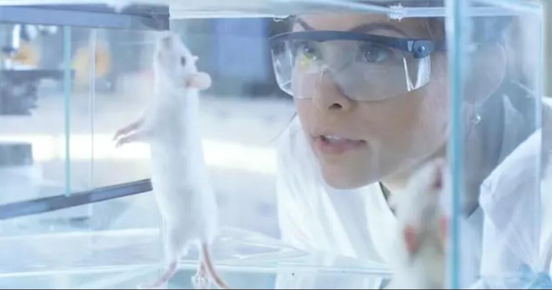 Inilah Alasan Mengapa Tikus Identik dengan Hewan Percobaan Lab | KASKUS