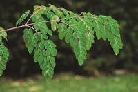 36+ Contoh Susuk Bunga Kantil Populer - Informasi Seputar Tanaman Hias