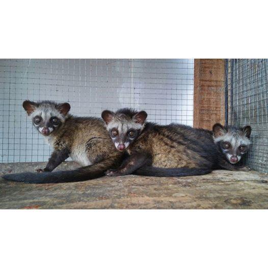 Musang Pandan Albino