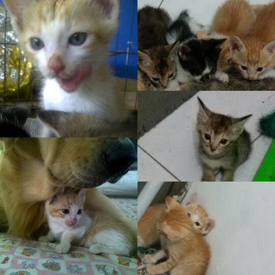Hibah Kucing Surabaya - Price 1