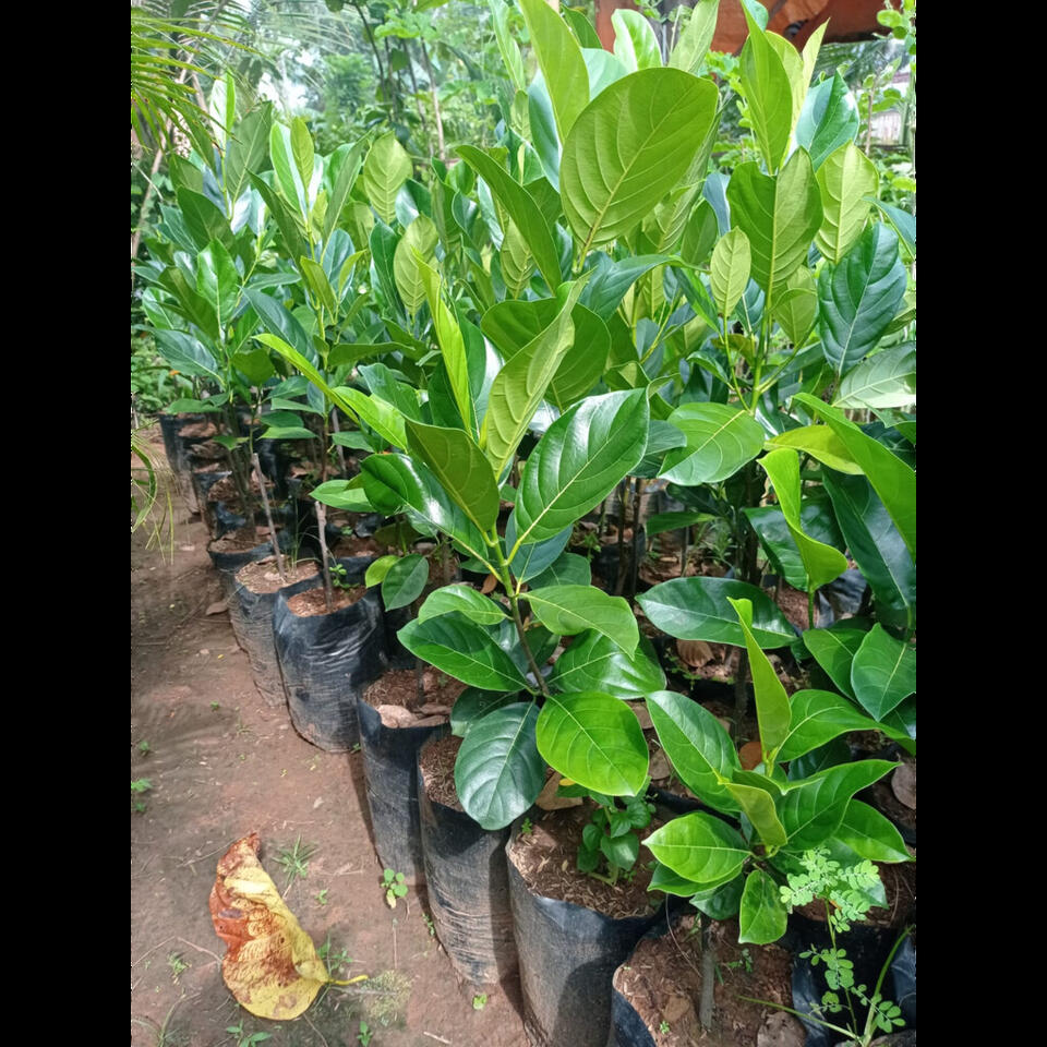 Bibit Tanaman Nangka Mini - Pohon pendek berbuah lebat - Bisa di pot ...